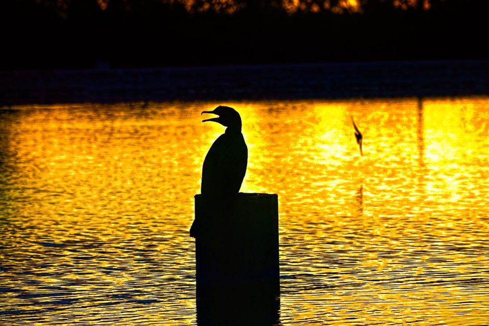 Granada Park: An Avian Oasis in the Heart of Phoenix | rcquinn.com